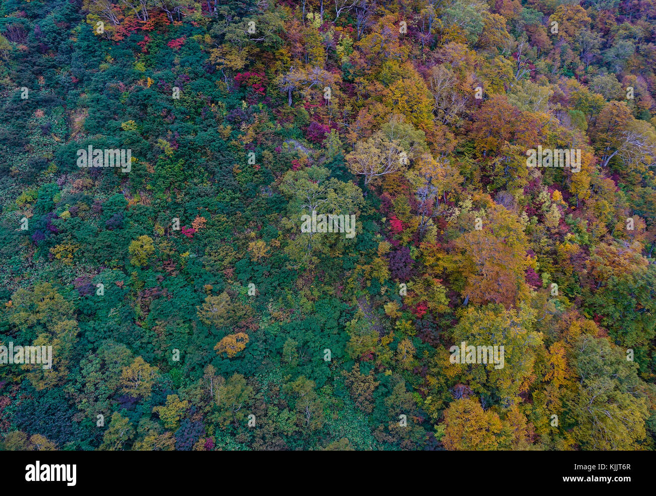 Autumn forest in Toyama, Japan. Toyama is a prefecture of Japan located ...