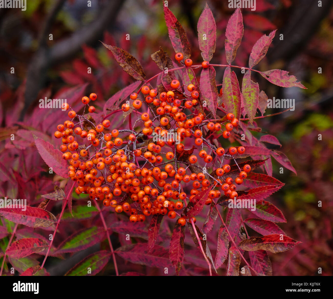 Red berry plants and fruits at autumn garden in Kyoto, Japan Stock ...