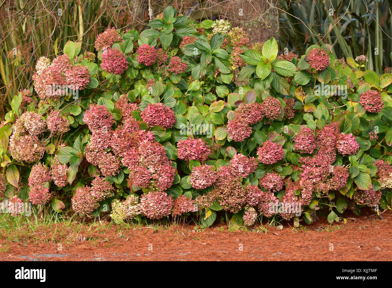 Hydrangea bushes with green leaves and red compound flowers Stock Photo ...