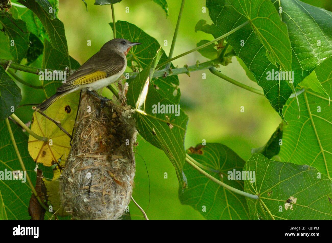 Rufous-throated honeyeater (Conopophila rufogularis) at its nest on a ...