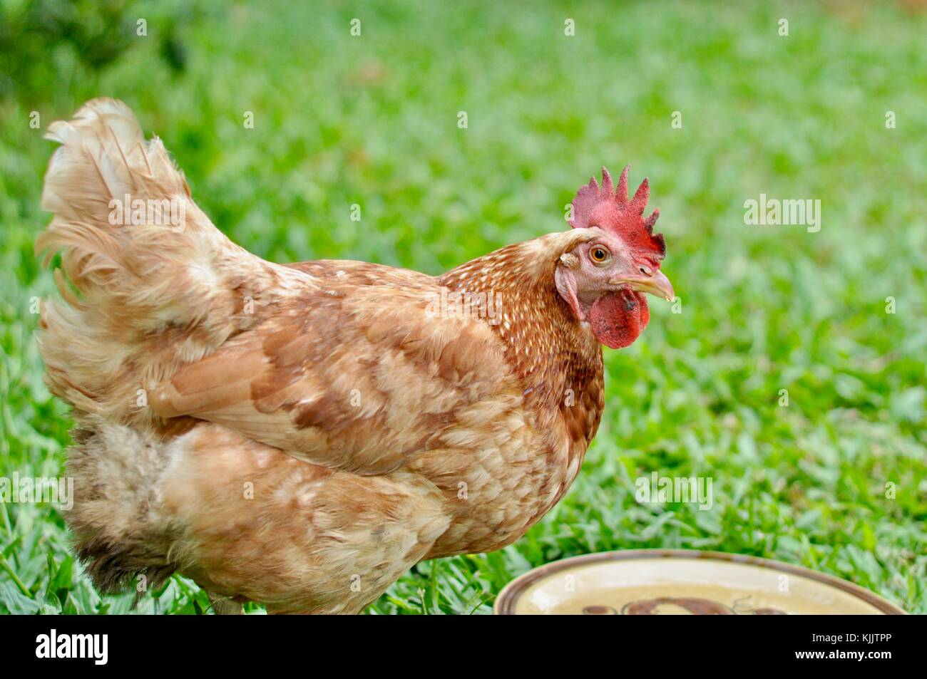 Rhode Island Red Chicken With Eggs High Resolution Stock Photography ...