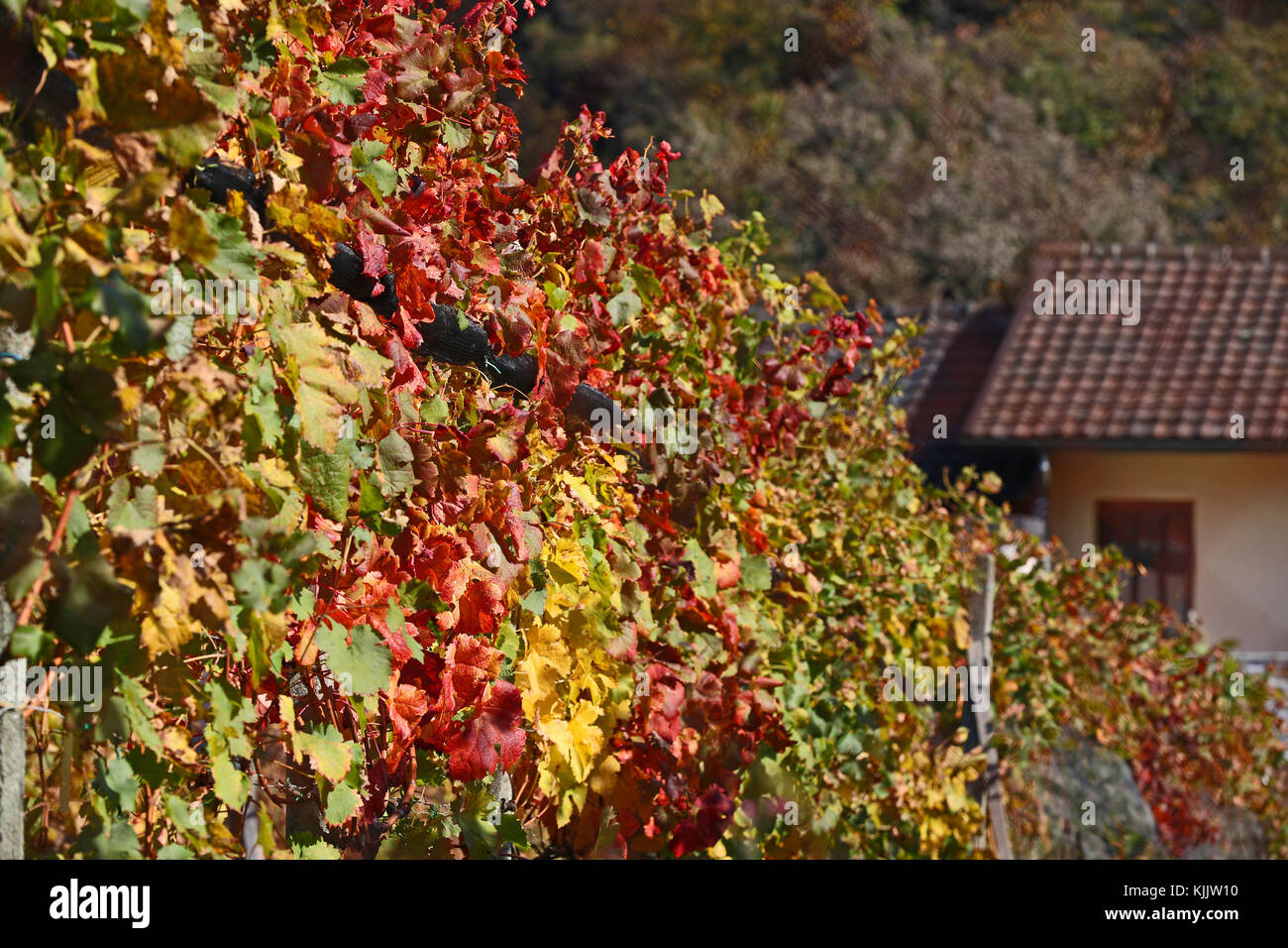 Colorful autumn vineyard background Stock Photo - Alamy
