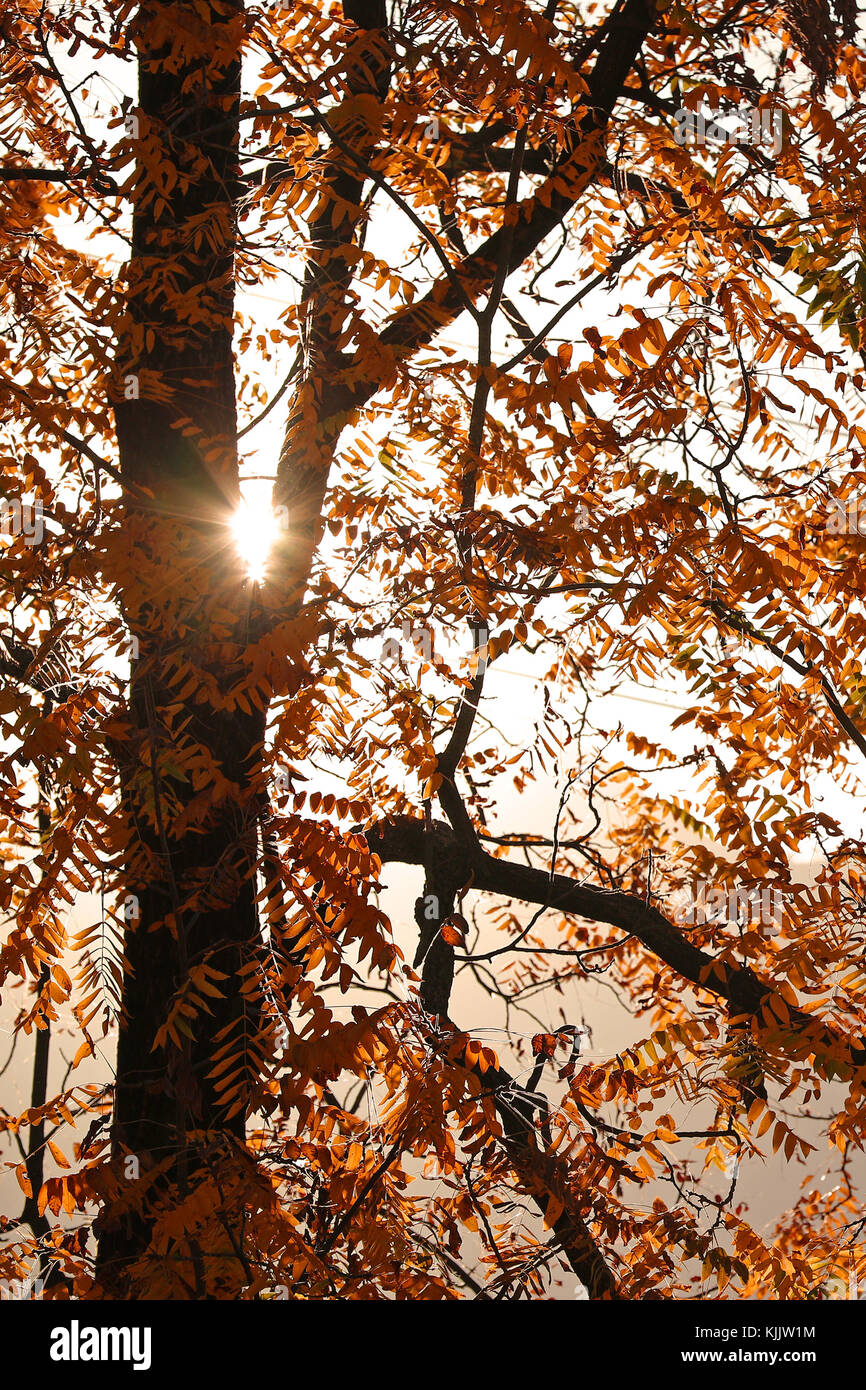 Peeking through the tree hi-res stock photography and images - Alamy