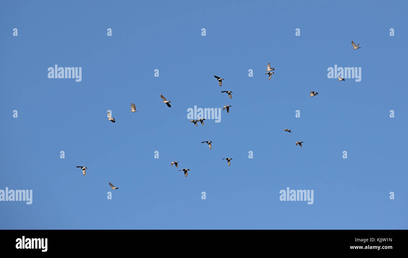 Doves soaring against blue skies during migration season Stock Photo ...