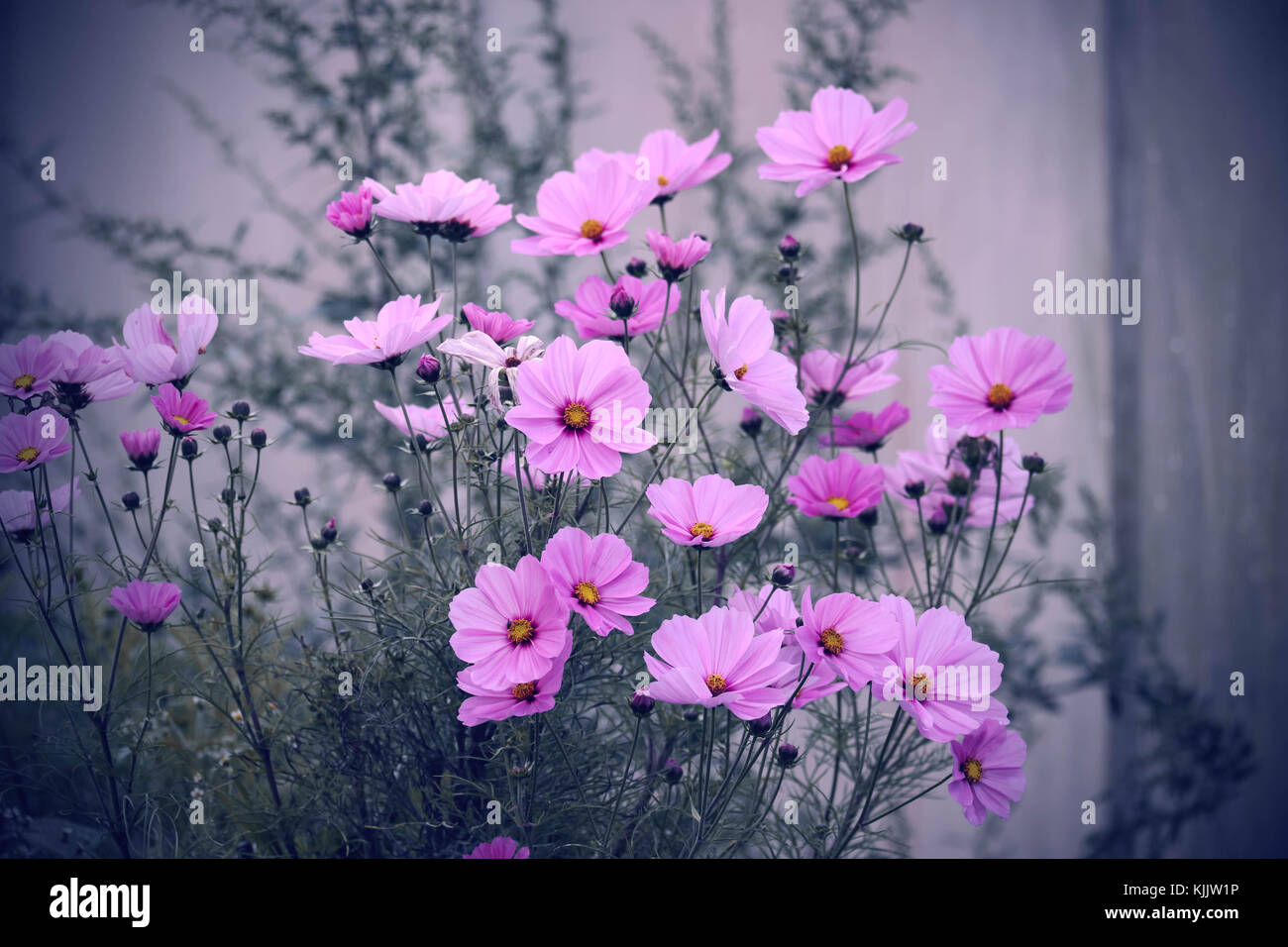 Purple and pink flowers on desaturated background Stock Photo - Alamy