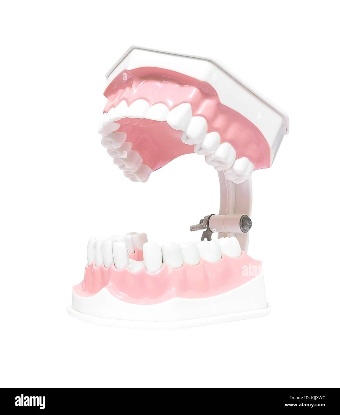 Dental Model of Teeth Open mouth, and broken tooth , Isolated on white ...