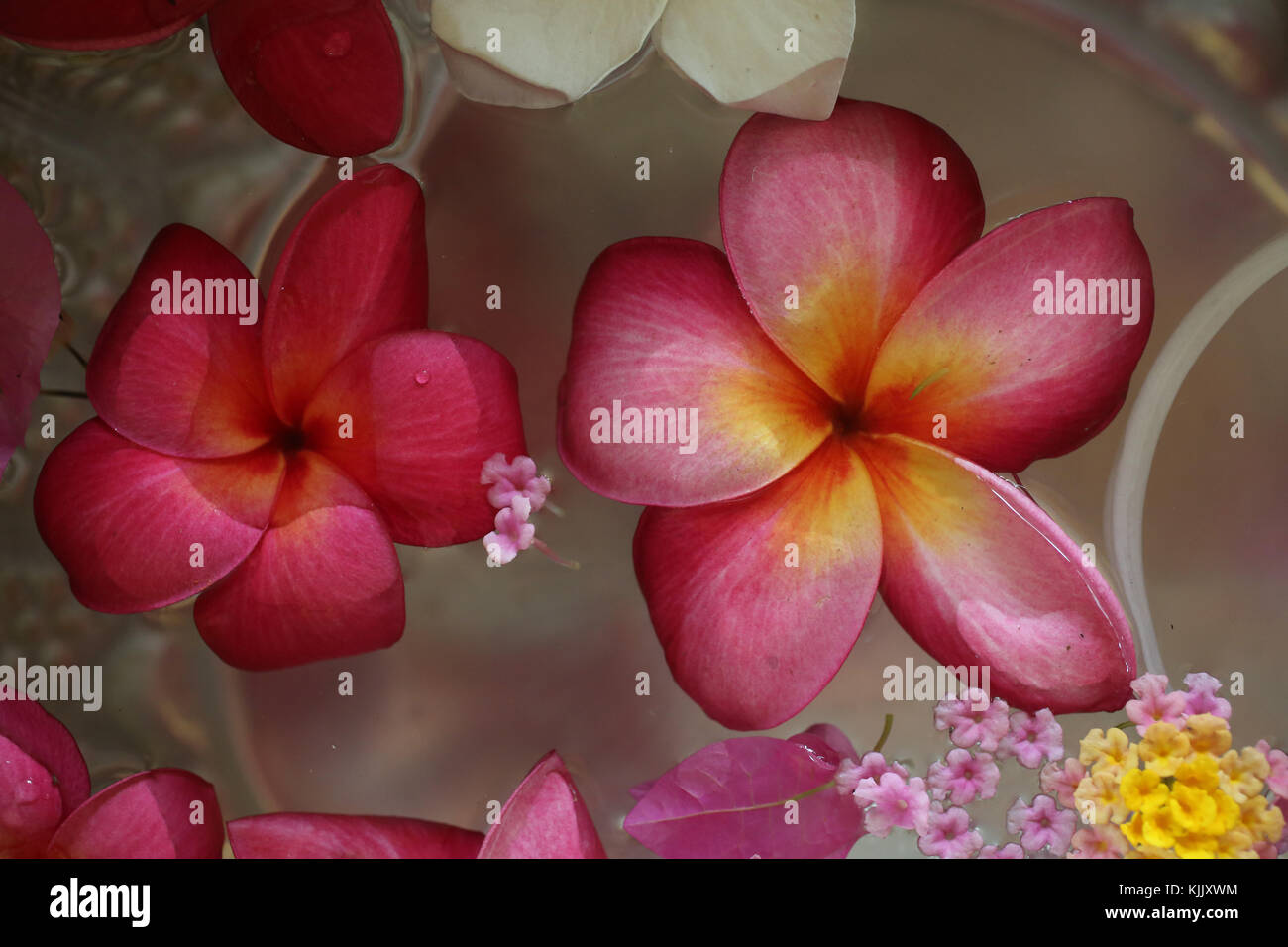 Frangipani flower in water hi-res stock photography and images - Alamy