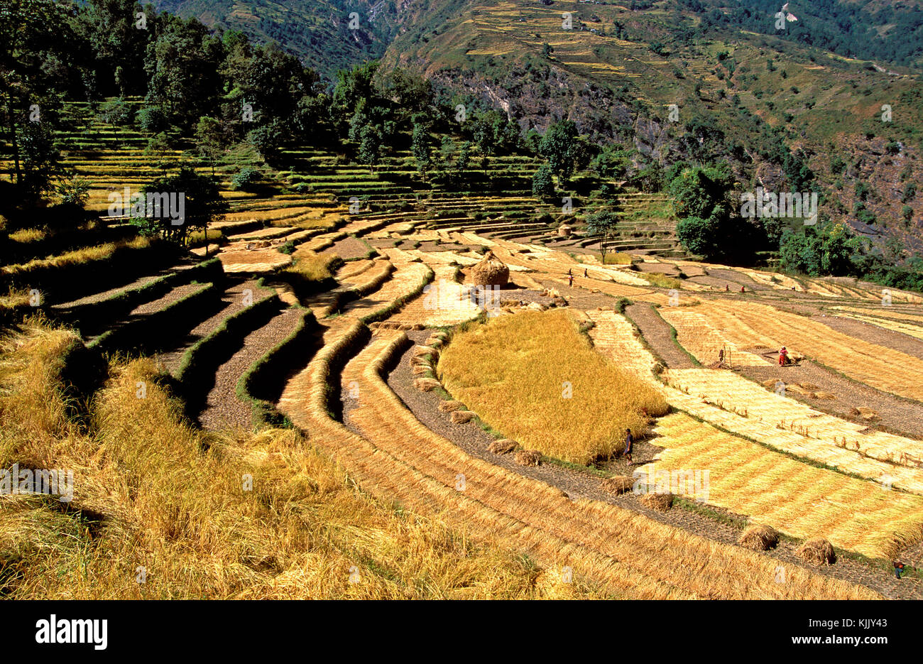 Terraced rice fields in the Annapurnas. Nepal Stock Photo - Alamy