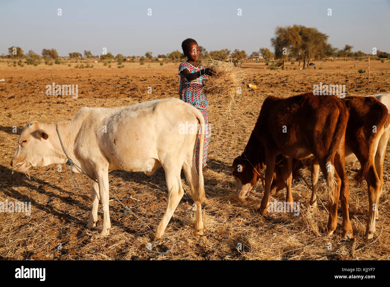 Peul village in Northern Senegal. Senegal Stock Photo - Alamy