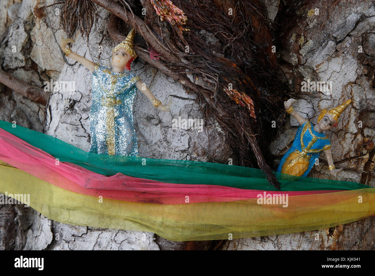 Sacred tree in Wat Ampharam, Hua Hin. Thailand Stock Photo - Alamy