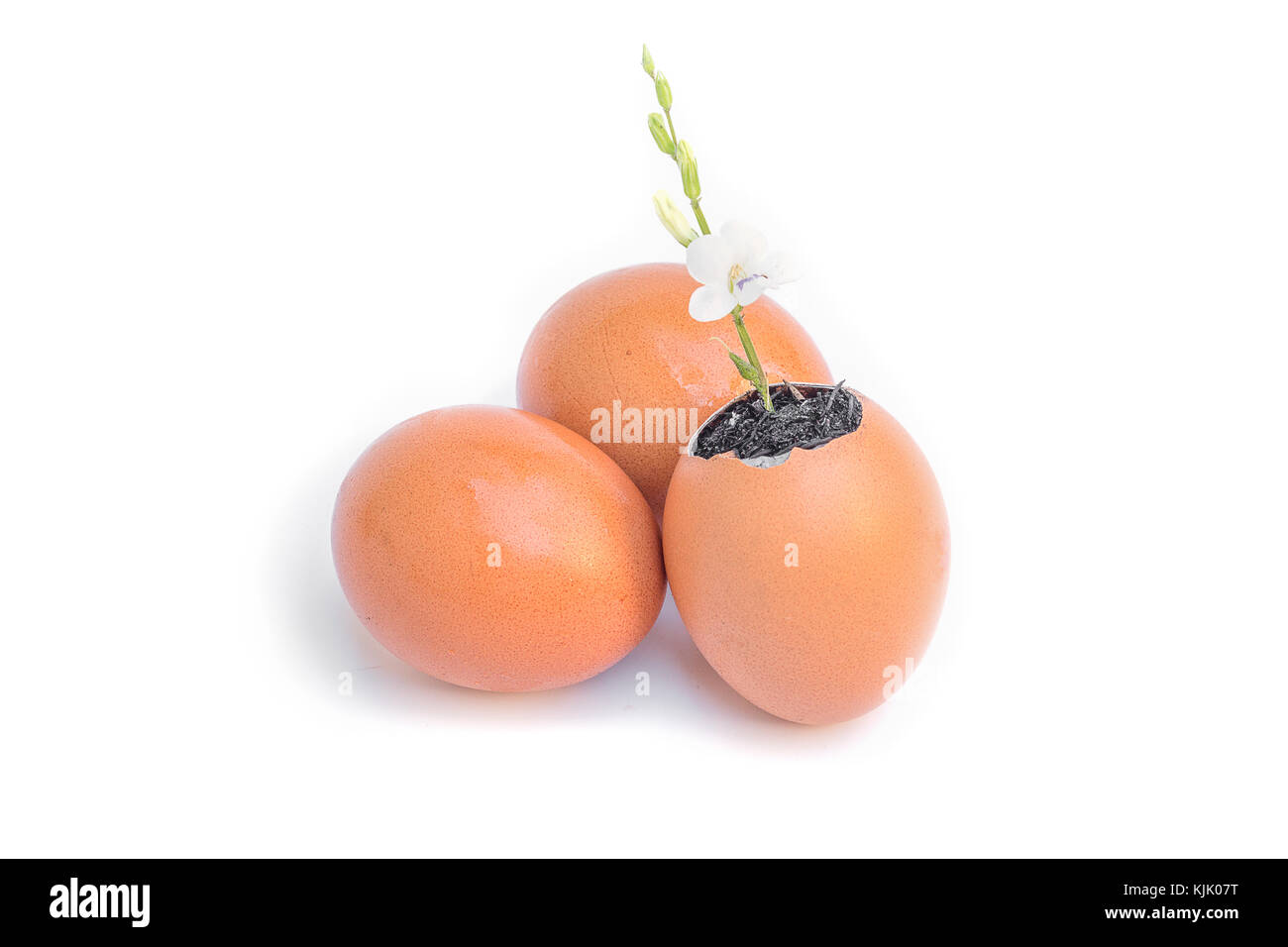 Young plant growing in egg shell , tree With flowers Isolated on white ...