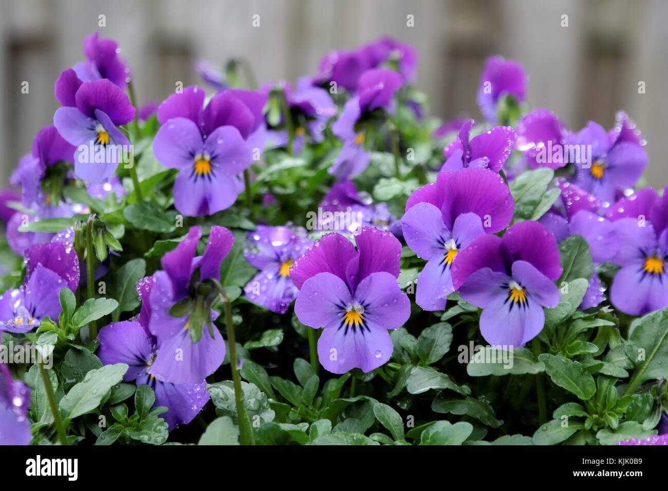 A group of fresh garden pansies. A close-up of small purple violets ...