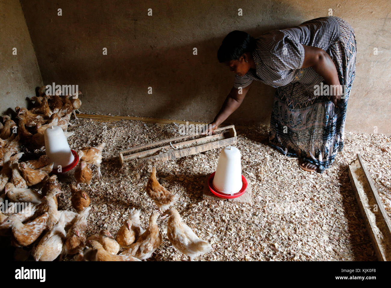 Poultry Breeder Farms