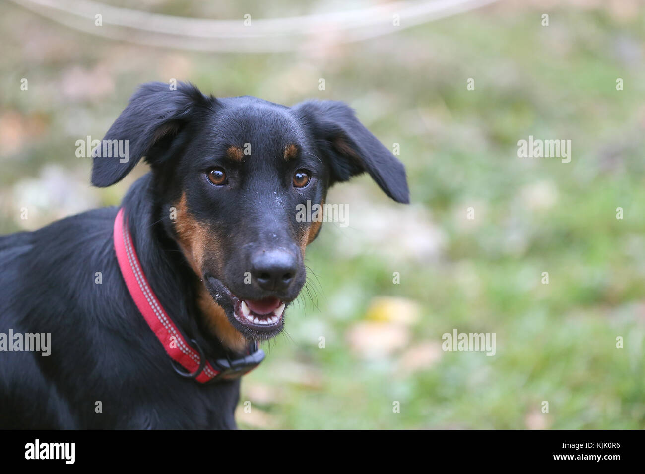 New zealand dog hi-res stock photography and images - Alamy
