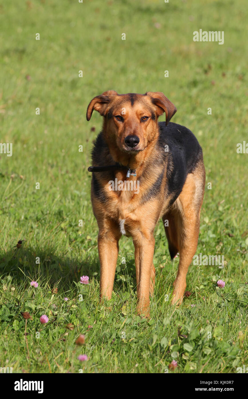 Field in zealand hi-res stock photography and images - Alamy