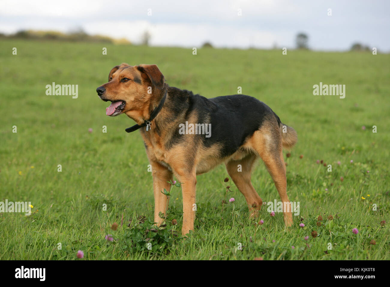 New Zealand Huntaway High Resolution Stock Photography and Images - Alamy