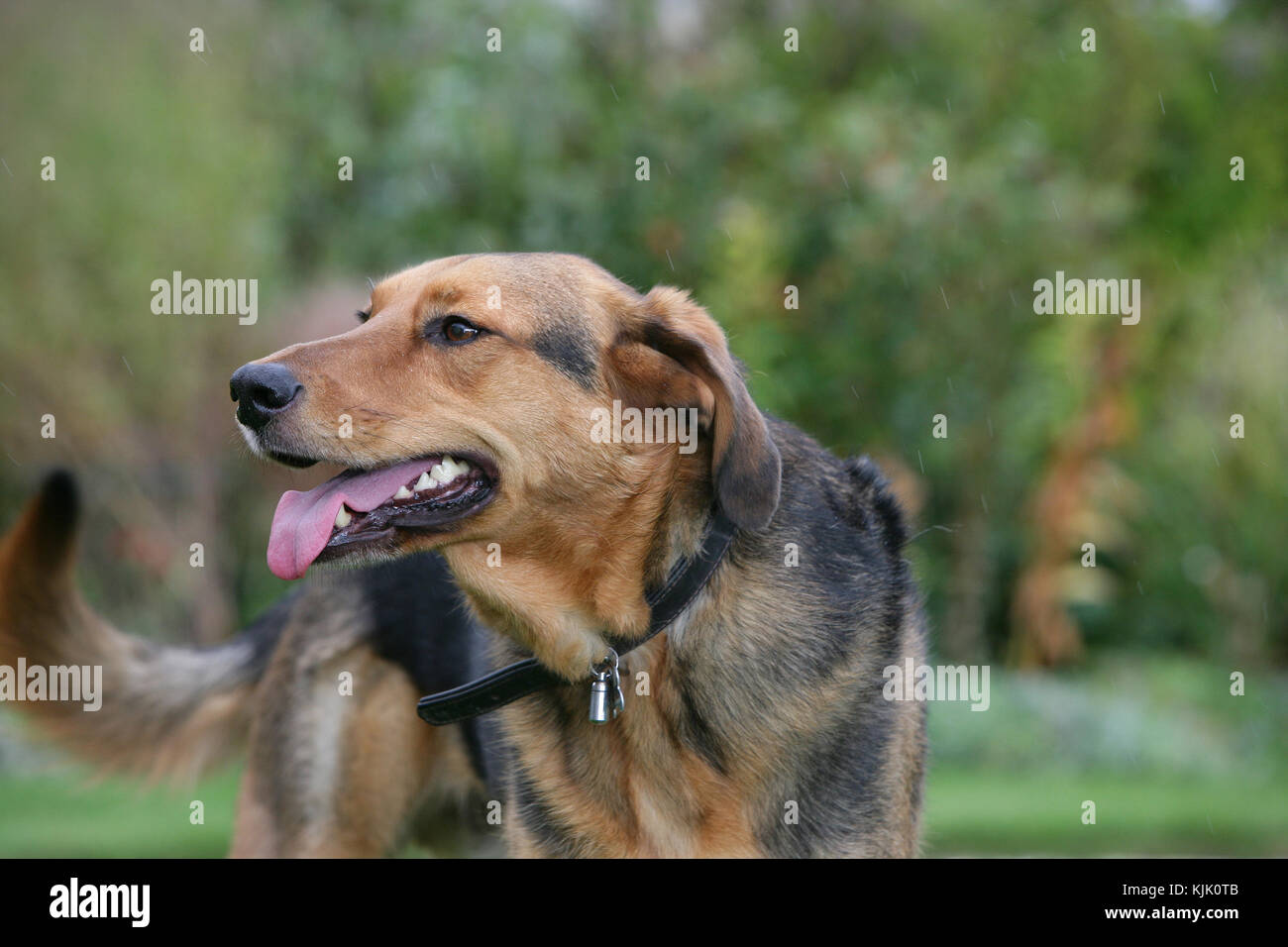 New zealand dog hi-res stock photography and images - Alamy
