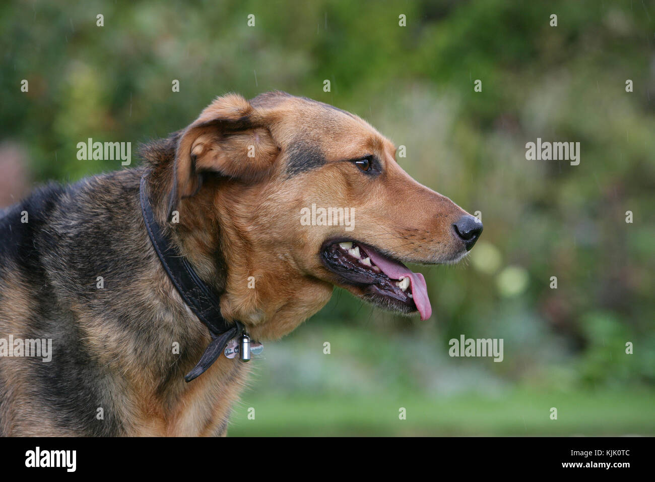 New zealand dog hi-res stock photography and images - Alamy