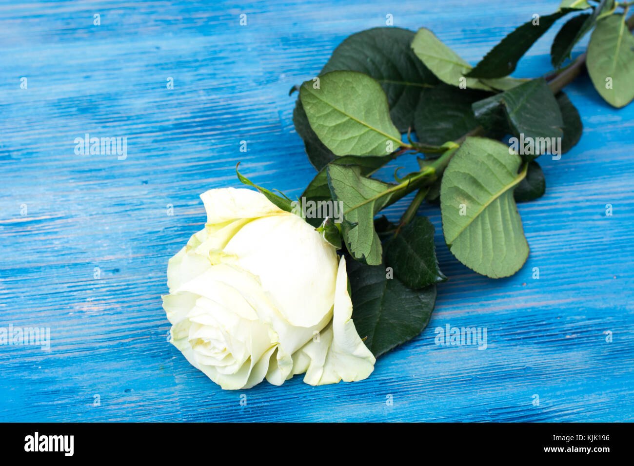 Fresh white roses on blue wooden background. Studio Photo Stock Photo ...