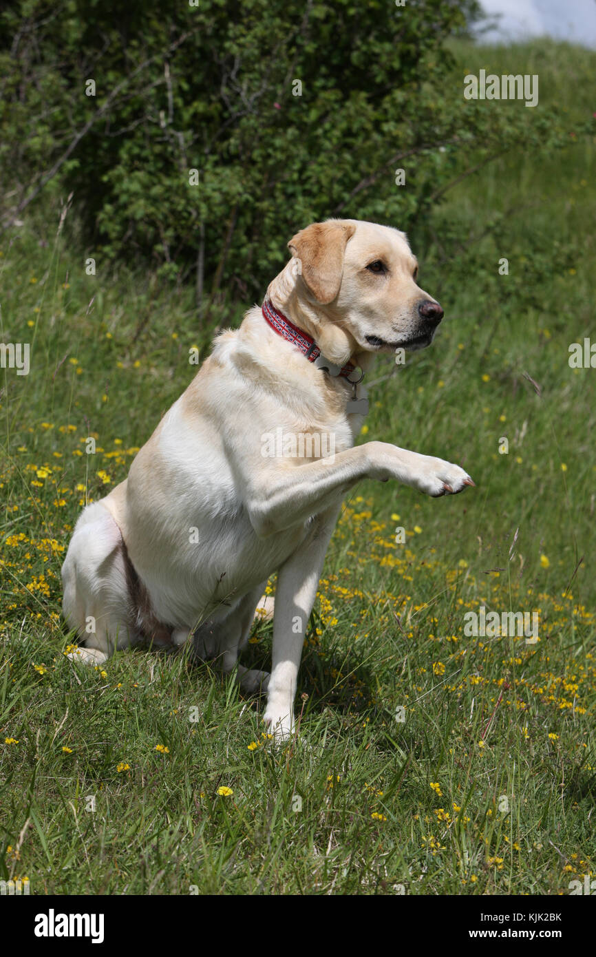 Paw paw flowers hi-res stock photography and images - Alamy