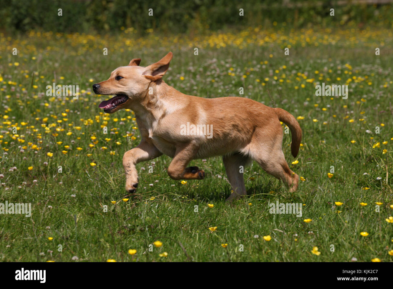 Flying lab hi-res stock photography and images - Alamy
