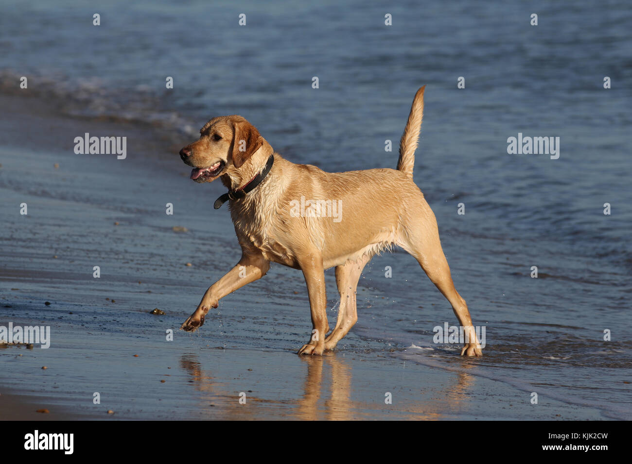 Happy labrador dog hi-res stock photography and images - Alamy