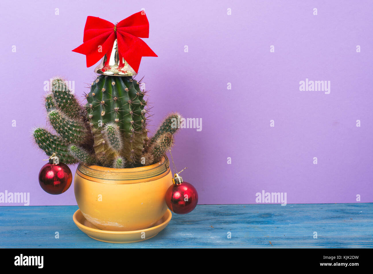 Christmas in tropical climate concept. Cactus as festive tree on bright ...