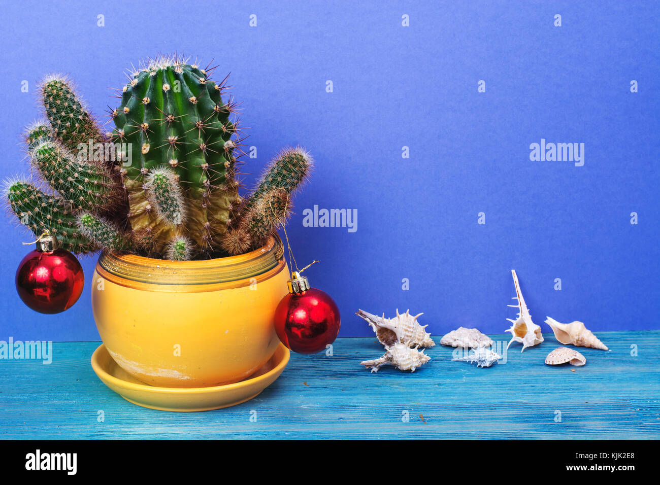 Christmas in tropical climate concept. Cactus as festive tree on bright ...