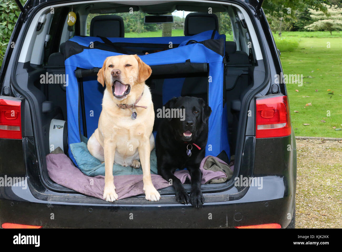 Black labrador retriever dog sitting hi-res stock photography and ...