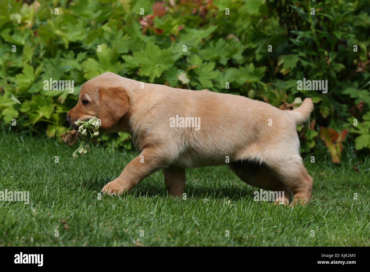 Labrador Retriever Puppy Playing Red High Resolution Stock Photography ...