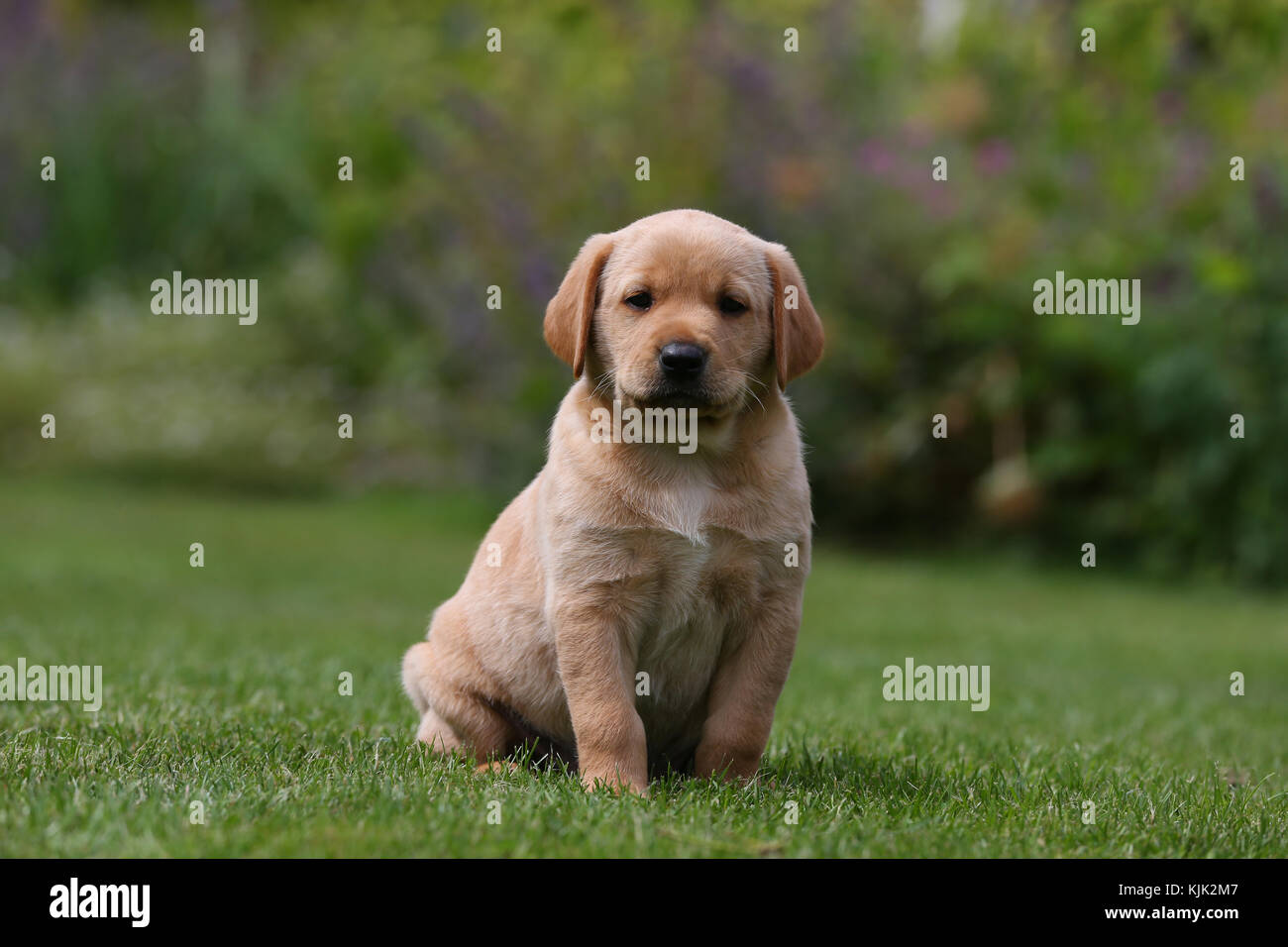 Fox red labrador dog hi-res stock photography and images - Alamy