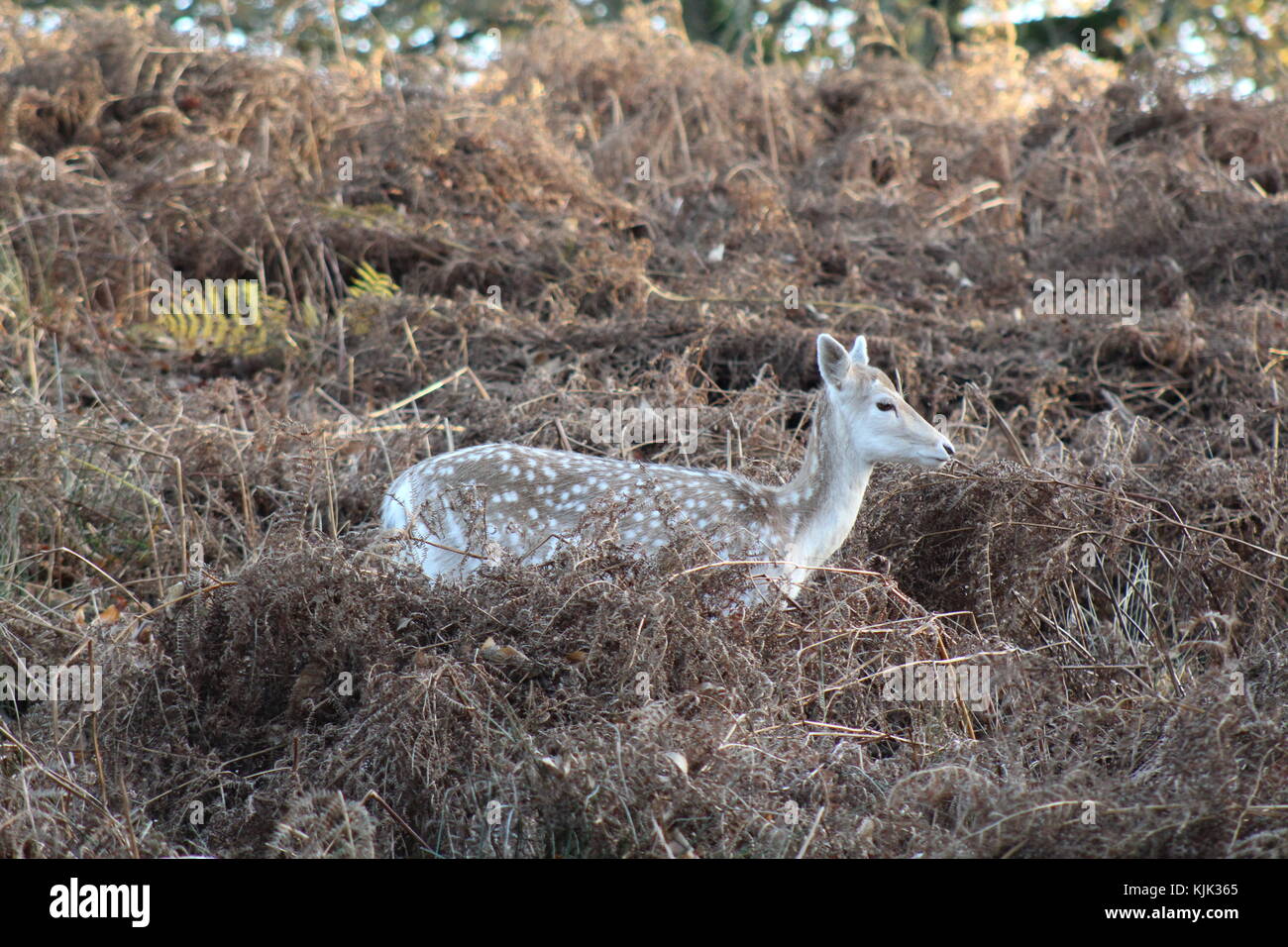 Fallow deer standing amongst the bushes Stock Photo - Alamy