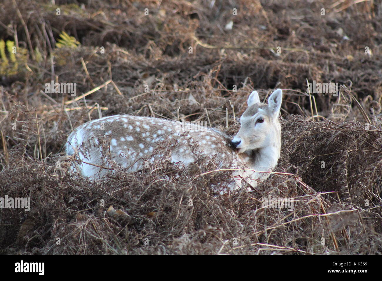 Fallow deer standing amongst the bushes Stock Photo - Alamy