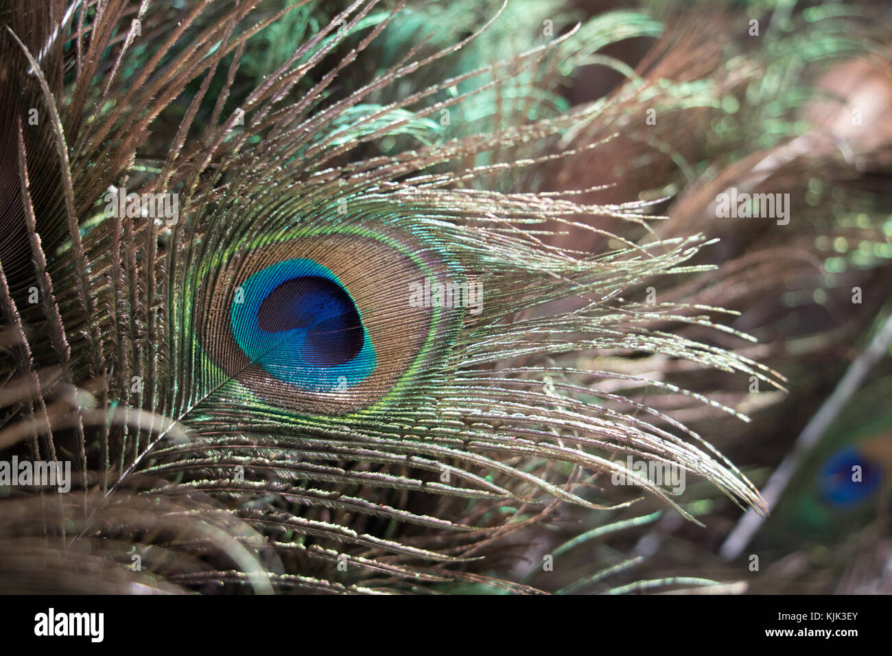 Vibrant peacock hi-res stock photography and images - Alamy