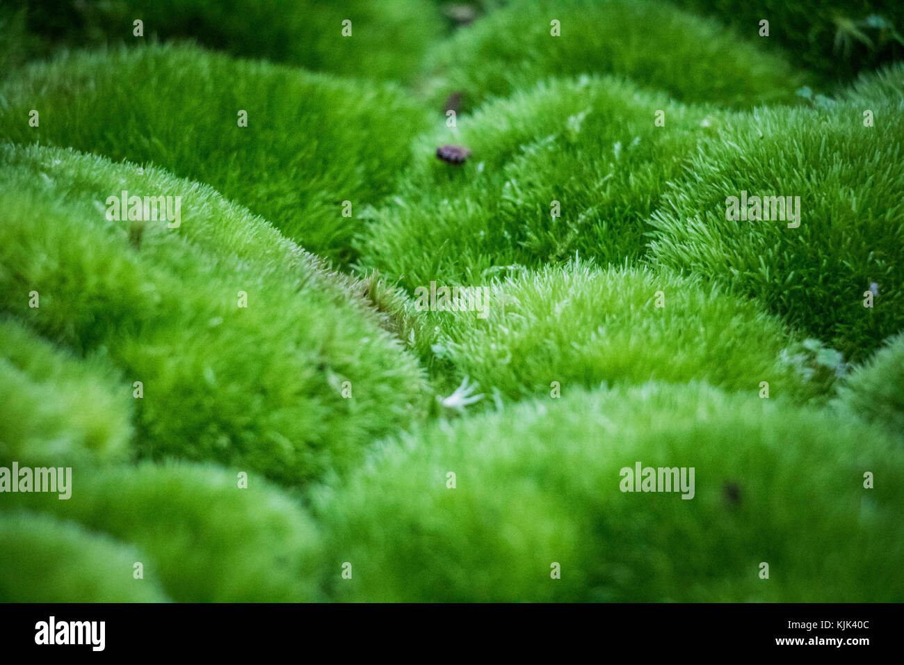 Lush green mounds of moss that look like rolling hills Stock Photo - Alamy