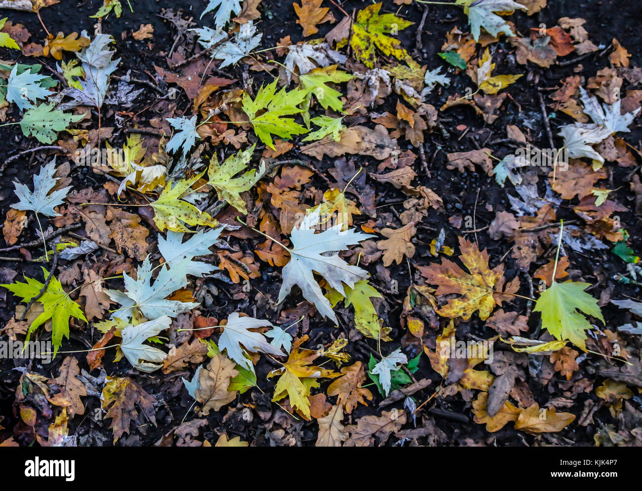 The variety of coloured leaves on the dark earth during autumn Stock ...
