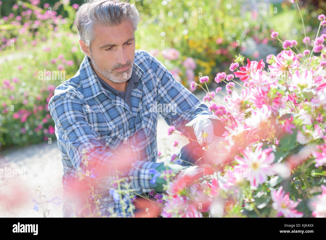 gardener attending flowers Stock Photo - Alamy