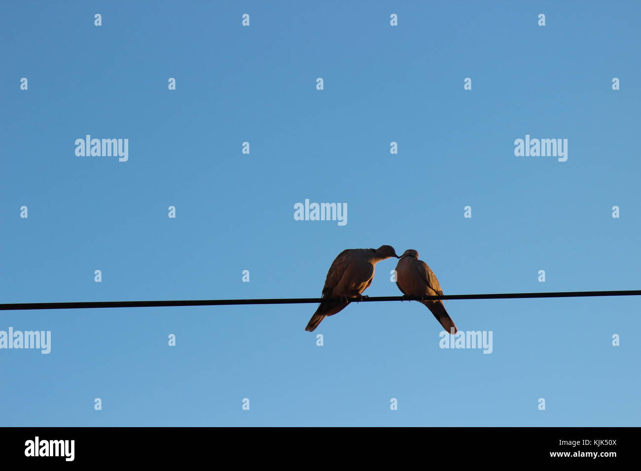 Couple birds on wire at evening Stock Photo - Alamy