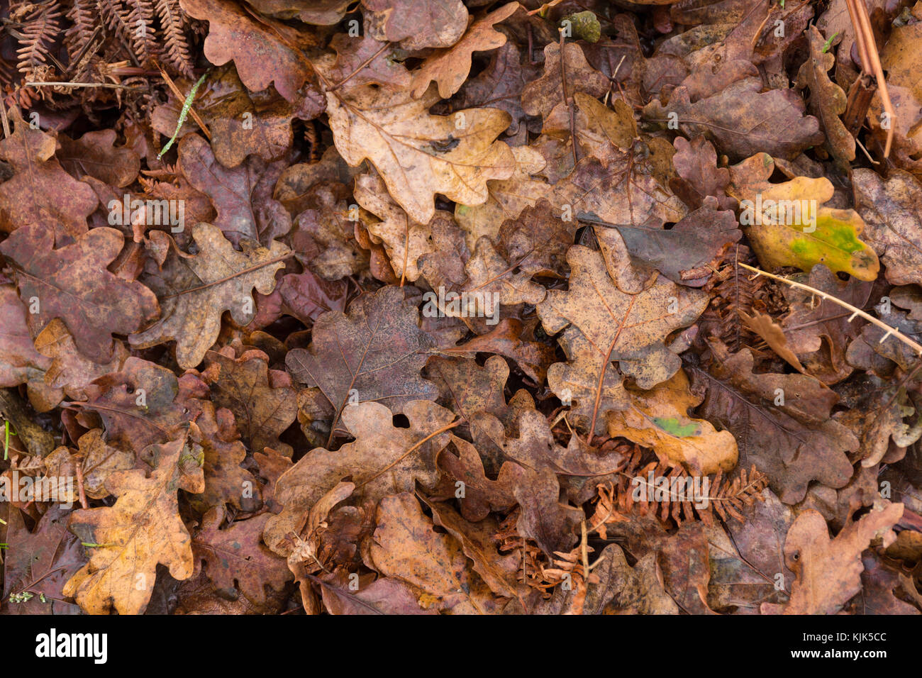 Autumn Oak tree leaves covering the ground Stock Photo - Alamy