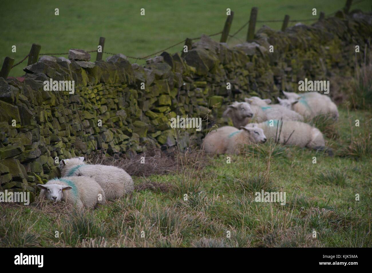 Sheep shelter from the strong wind behind a wall near Millhouse Green ...