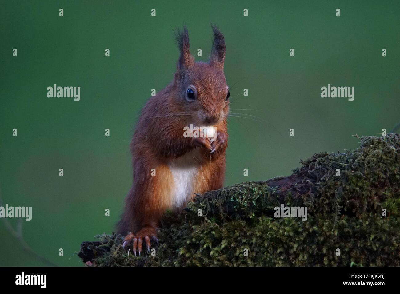 Tufty red squirrel ears hi-res stock photography and images - Alamy