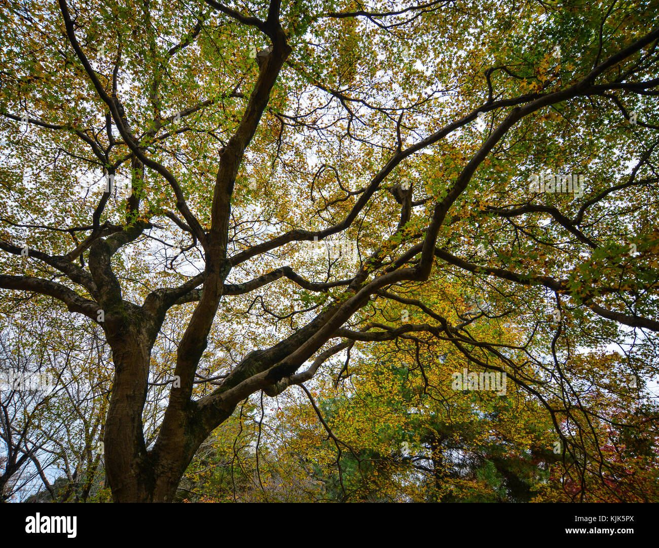 Autumn trees at Arashiyama Park in Kyoto, Japan. Kyoto served as Japan ...