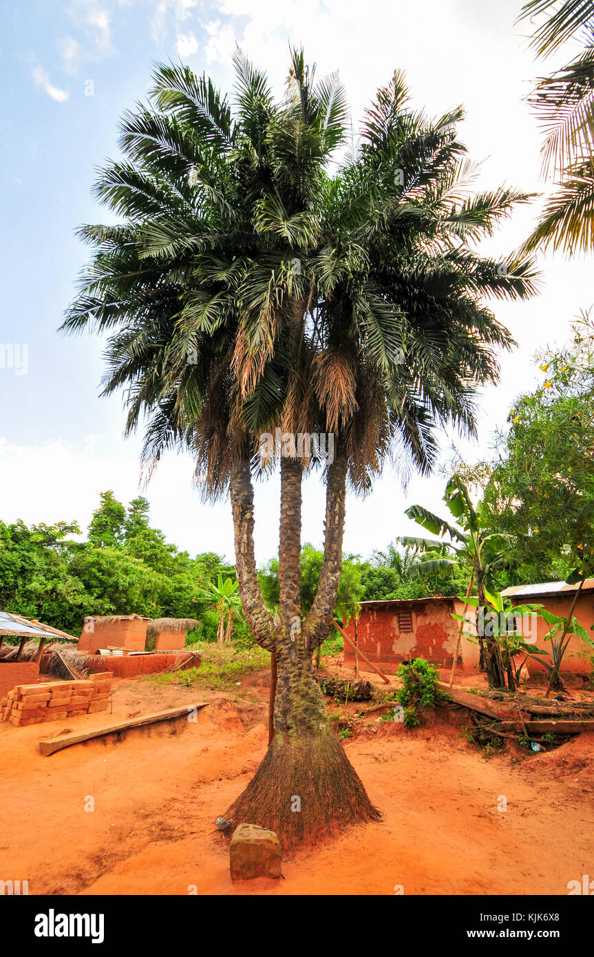 Ghana Palm Tree High Resolution Stock Photography and Images - Alamy