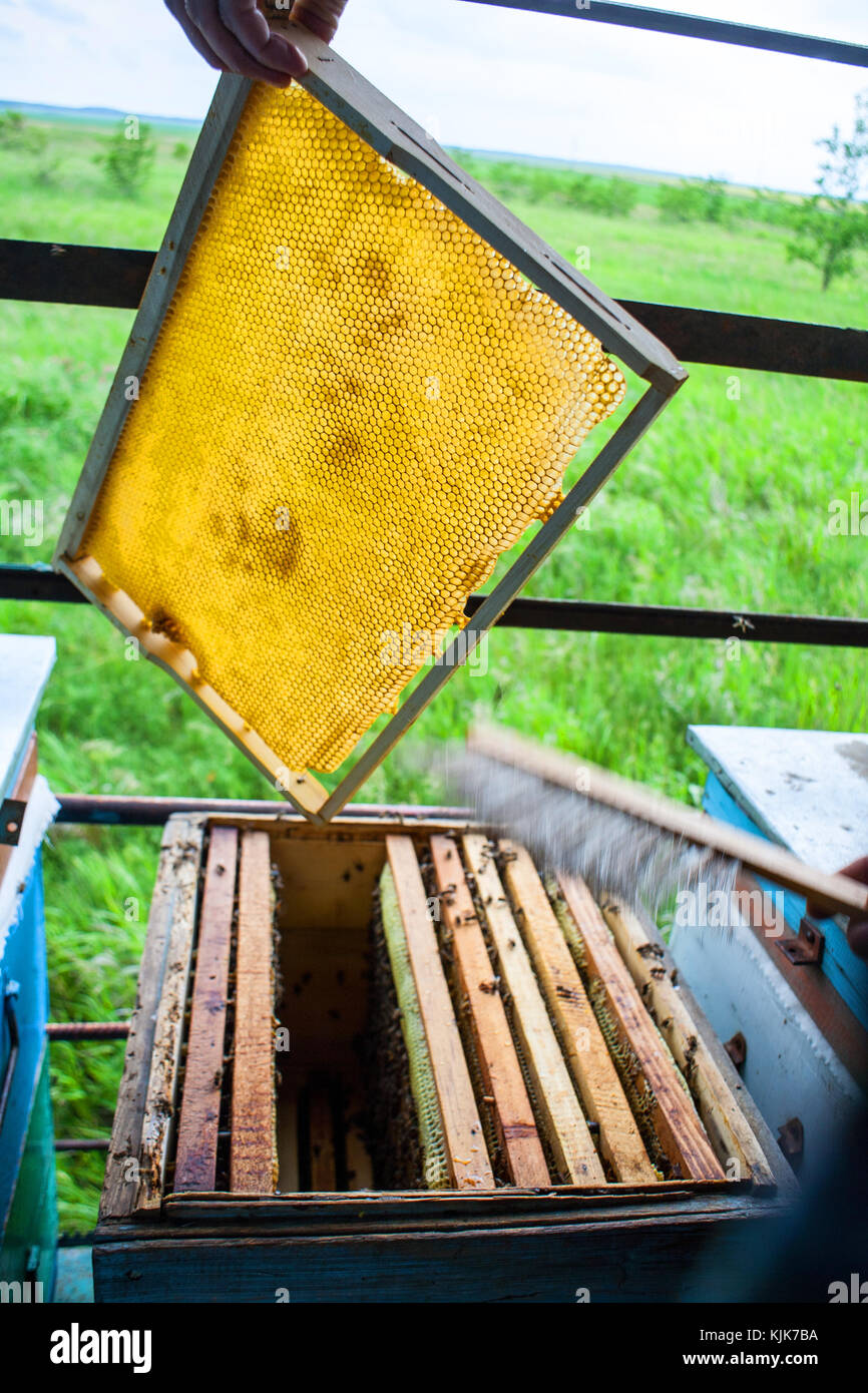 Frames of a bee hive. Beekeeper harvesting honey. The bee smoker is ...