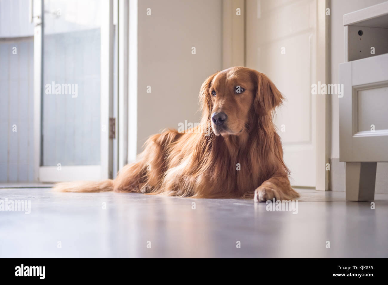 Golden Retriever to lie on the ground Stock Photo - Alamy
