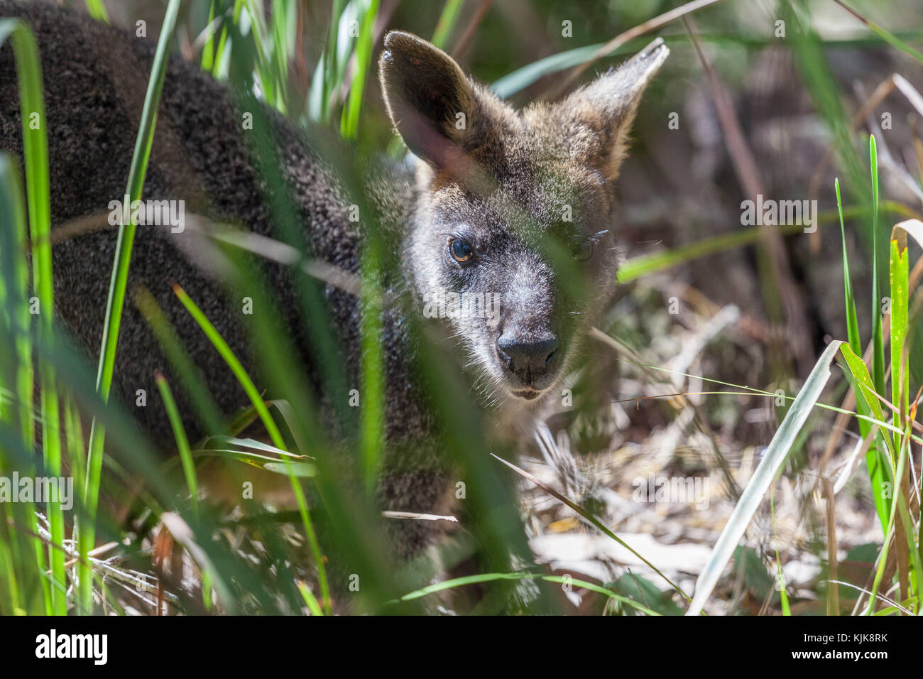 Pademelon closeup- native Australian marsupial mammal Stock Photo - Alamy