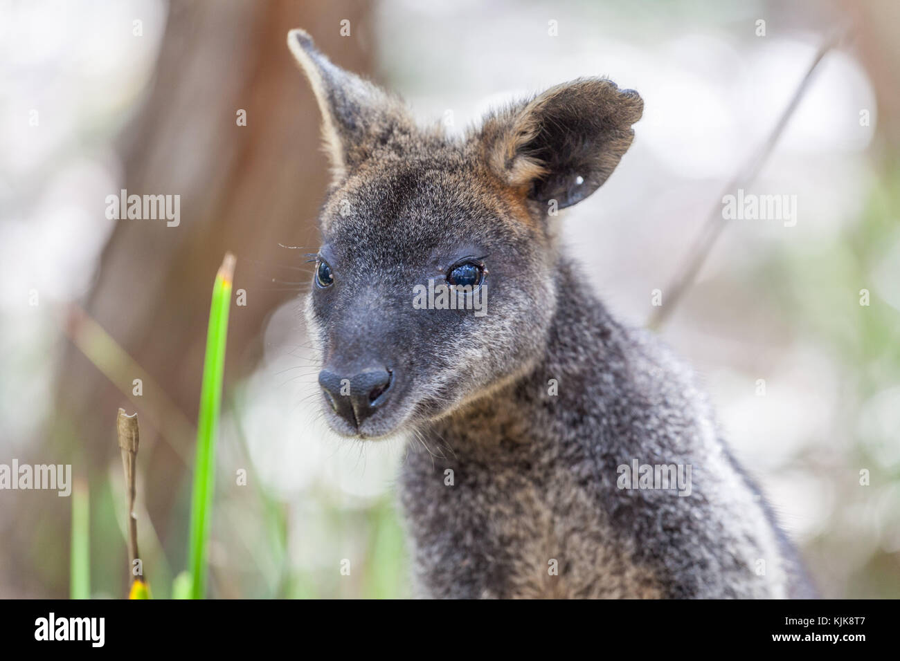 Portrait of Pademelon - native Australian marsupial Stock Photo - Alamy