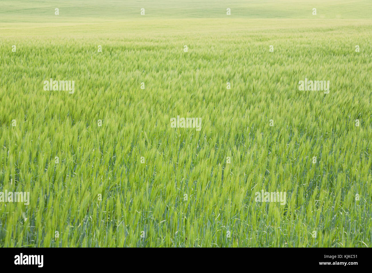 Wheat Field Prairies Alberta High Resolution Stock Photography and ...