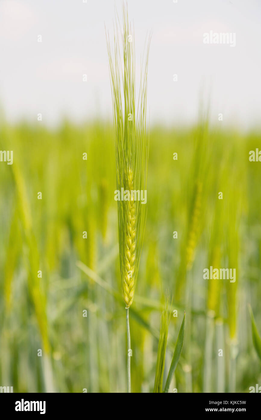 Wheat field. Alberta Canada Stock Photo - Alamy