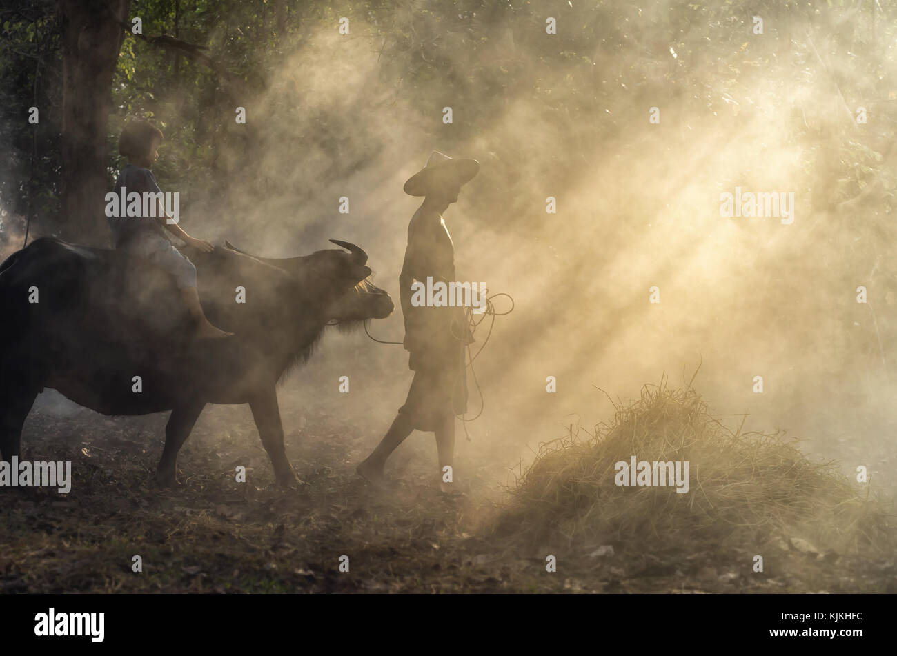 Asian old man walking with girl riding buffalo over the ray of sun ...